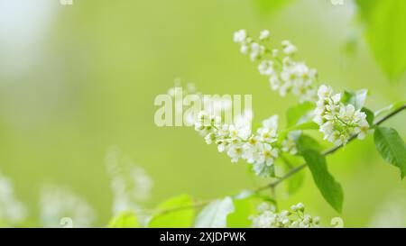 Slow motion. Mayday tree, is a flowering plant in the rose family ...