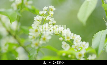 Slow motion. Fragrant white flowers in pendulous long clusters, racemes ...