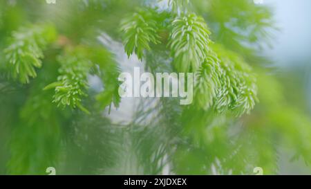 Slow motion. Fresh growing fir tree sprouts on branch in spring forest ...