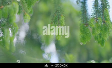 Delicate new spruce tree needles unfurl in the spring sunlight ...