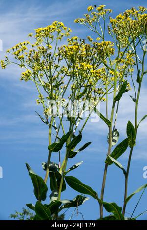 Yellow Senecio umbrosus Flower Flowering Stock Photo - Alamy