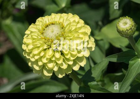 Zinnia "Envy" flower Stock Photo - Alamy
