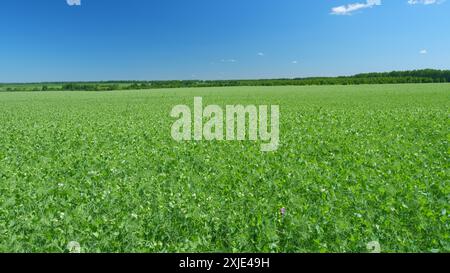 Wide shot. Fresh pea plant in field with white blooms. Agriculture ...