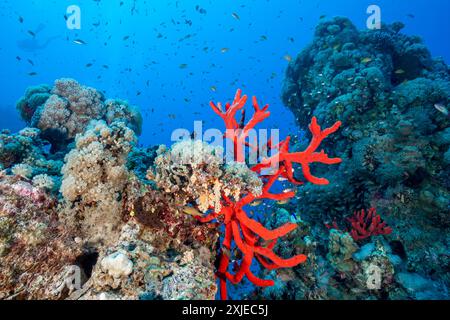 Egypt, Taba, Toxic Finger-sponge (Negombata magnifica Stock Photo - Alamy