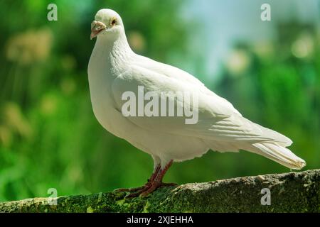A white pigeon. A breed of pigeons (turbit) like paloma. Bird of peace ...