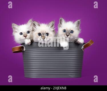 Three adorable kittens in a purple and white striped present box ...