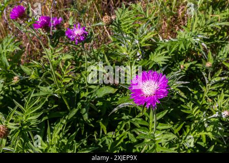 Psephellus dealbatus Psephellus dealbatus is a herbaceous plant, a ...