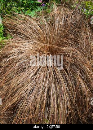 Carex comans Bronze Perfection Stock Photo - Alamy