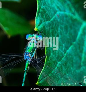A closeup shot of details on lush green fern plants Stock Photo - Alamy