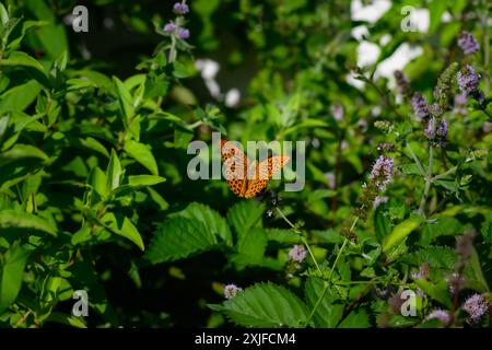 A macro shot of a yellow Silver-washed fritillary butterfly with black ...