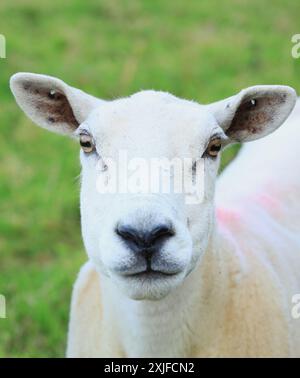 Sheep: Closeup of Cheviot breed ewe with shorn fleece in field on ...