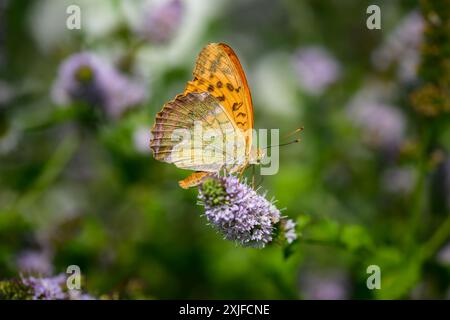 A macro shot of a yellow Silver-washed fritillary butterfly with black ...