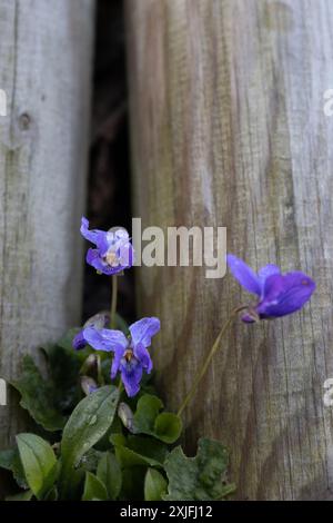wood violet, sweet violet, common violet, Duftveilchen, Violette ...