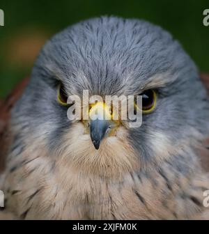 The term kestrel is the common name given to several species of ...