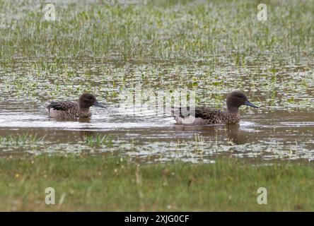 Andean teal, Sarcelle des Andes, Anas andium, andoki réce, Cotopaxi ...