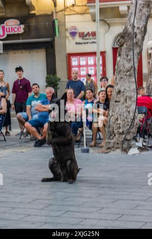 VICTORIA, GOZO - JULY 9th 2024 Malta Police show with police dogs and ...