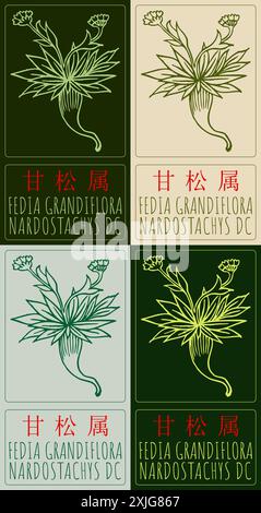 Vector drawing FEDIA GRANDIFLORA in Chinese. Hand drawn illustration ...