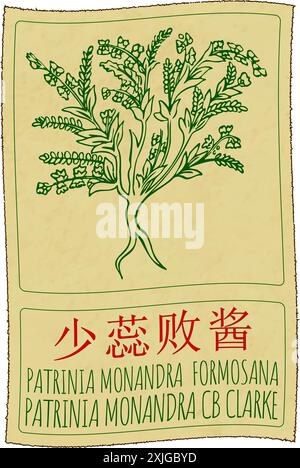 Vector drawing PATRINIA MONANDRA FORMOSANA in Chinese. Hand drawn ...