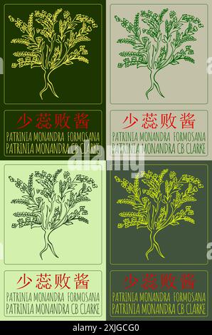 Set of vector drawing PATRINIA MONANDRA FORMOSANA in Chinese in various ...