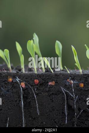 Young corn plants with roots in the soil Stock Photo - Alamy