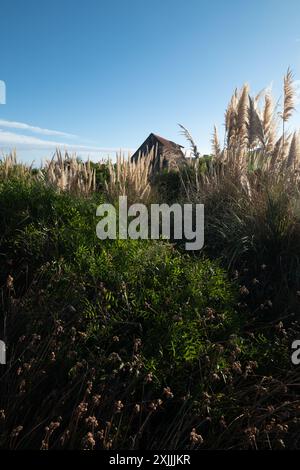 A field of tall grass with a small building in the background Stock ...