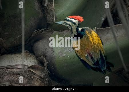 Close up of Common flameback Stock Photo - Alamy