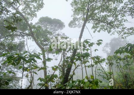 humid forest, El Quiche, Sierra de los Cuchumatanes, Guatemala, Central ...
