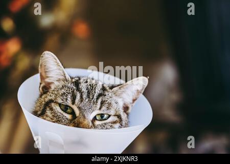 Young sick tabby cat wearing a collar - Feline veterinary care Stock ...