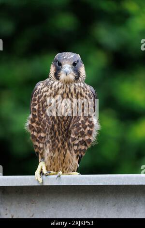 Peregrine falcon (Falco peregrinus), Germany Stock Photo - Alamy