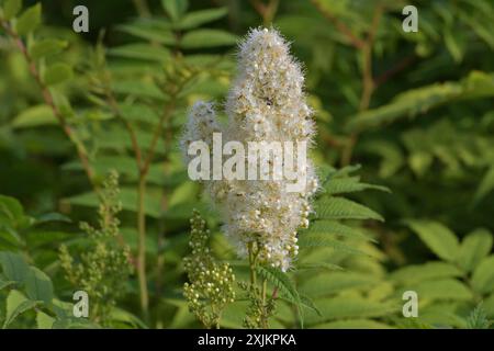 Sorbaria sorbifolia - Fieldfare blooms profusely in summer Stock Photo ...