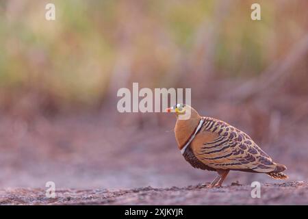 Bush flying fowl, (Pterocles quadricintus), three-banded flying fowl ...