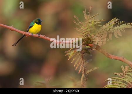 Green-breasted Sunbird, Green-throated Sunbird, Hedydipna platura ...