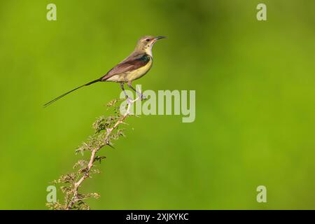 Green-breasted Sunbird, Green-throated Sunbird, Hedydipna platura ...