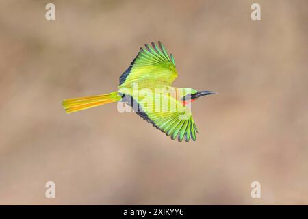 Red-throated Bee-eater, Bansang quarry, Gambia, November 2025 Stock ...
