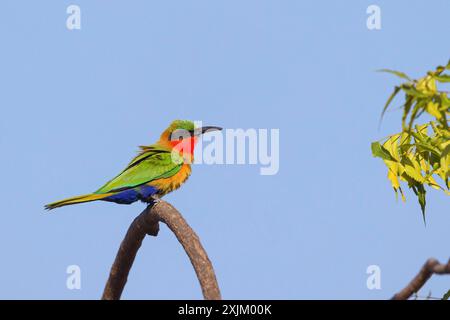 Red-throated Bee-eater, Bansang quarry, Gambia, November 2025 Stock ...