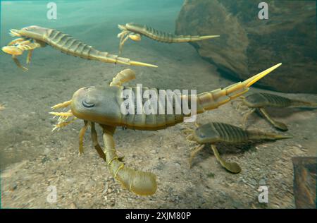 An illustration of Eurypterids (Sea Scorpions) swimming on a Silurian ...