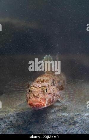 red mouth goby in ireland Stock Photo - Alamy
