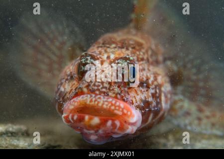 red mouth goby in ireland Stock Photo - Alamy