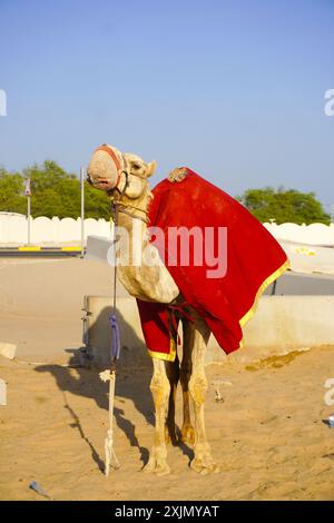 Camels for tourist to ride In Doha, Qatar Stock Photo - Alamy