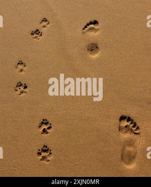 Perfect human and dog footprints side by side in wet golden beach sand ...