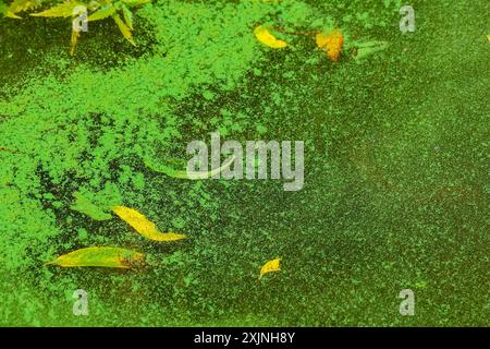 Eutrophication, Green algae bloom visible on the water of Linlithgow ...