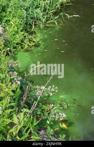 Eutrophication, Green algae bloom visible on the water of Linlithgow ...