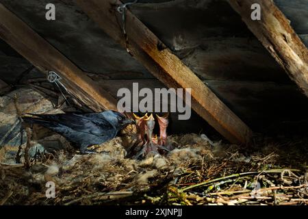 Jackdaw nesting in attic UK Stock Photo - Alamy