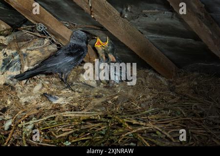 Jackdaw nesting in attic UK Stock Photo - Alamy