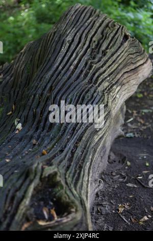 Fallen tree trunk with ribs deep ridges in trunk Stock Photo - Alamy
