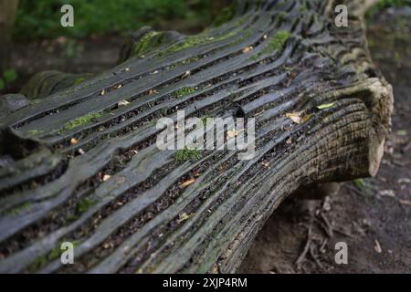 Fallen tree trunk with ribs deep ridges in trunk Stock Photo - Alamy