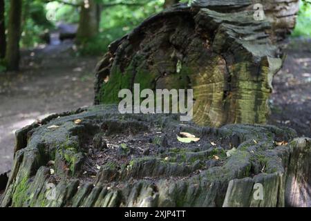 Fallen tree trunk with ribs deep ridges in trunk Stock Photo - Alamy