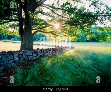 A tree casts his shadow on a field near Blankenburg, Germany, Friday ...