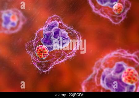 Illustration of Ehrlichia bacteria morula within macrophages ...