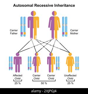 Autosomal recessive inheritance, illustration Stock Photo - Alamy